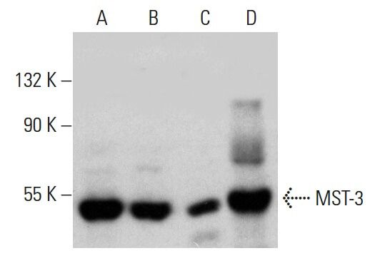 MST-3 Antibody (47) | SCBT - Santa Cruz Biotechnology