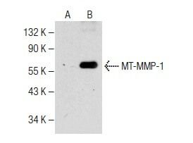 MT-MMP-1抗体 (C-7) | SCBT - Santa Cruz Biotechnology