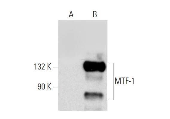 MTF-1 Antibody (H-6) | SCBT - Santa Cruz Biotechnology
