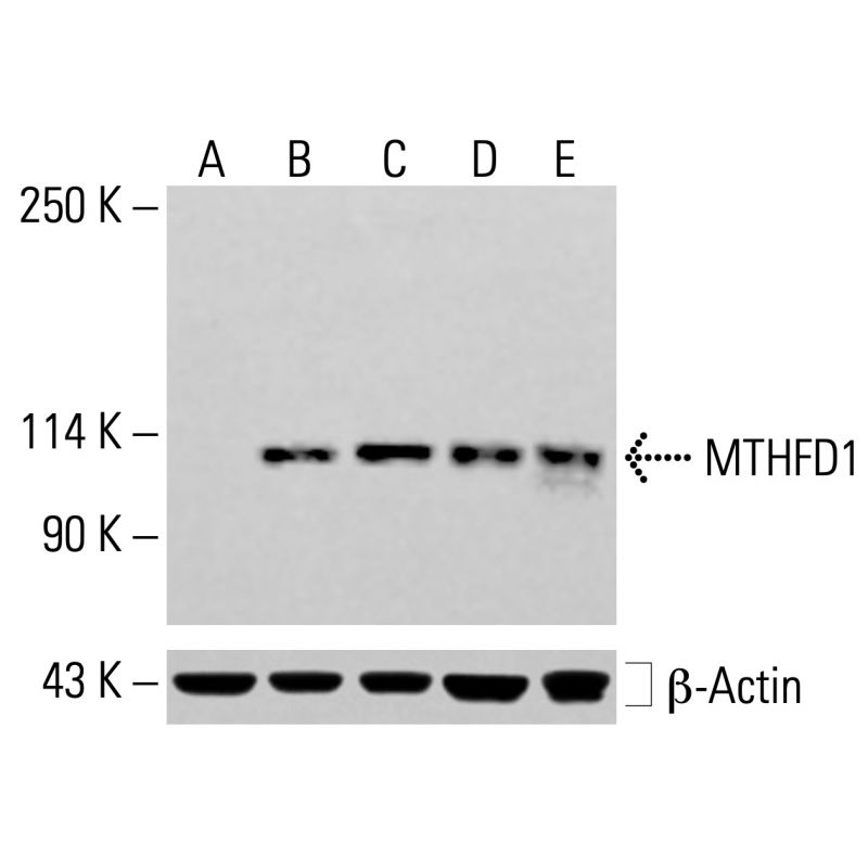 MTHFD1 Antibody (A-8) | SCBT - Santa Cruz Biotechnology