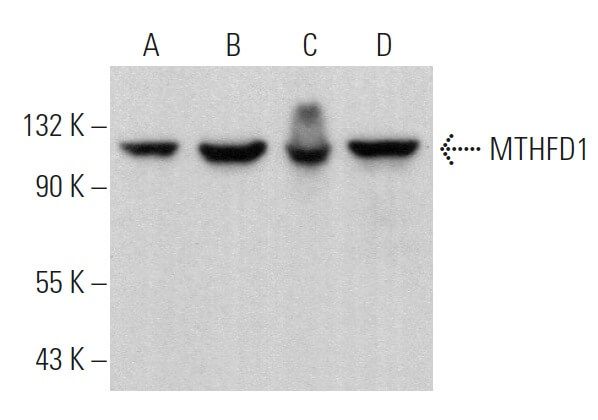 MTHFD1 Antibody (C-3) | SCBT - Santa Cruz Biotechnology