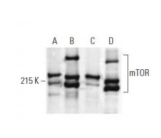 Anti-mTOR Antibody (30) | SCBT - Santa Cruz Biotechnology