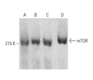 mTOR Antibody (30) - Western Blotting - Image 398121