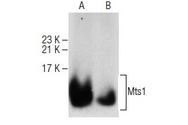 Anti-Mts1 Antibody (A-7) | SCBT - Santa Cruz Biotechnology