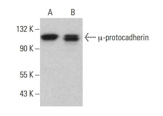 µ-protocadherin Antibody (A-11) | SCBT - Santa Cruz Biotechnology