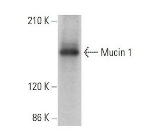 Mucin 1 Antibody (VU4H5) - Western Blotting - Image 379157