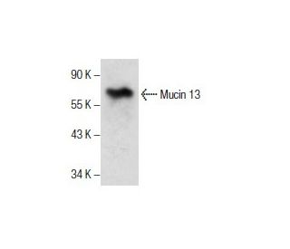 Anti-Mucin 13/MUC13 Antibody (G-10) | SCBT - Santa Cruz Biotechnology
