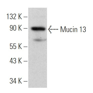 Anti-Mucin 13/MUC13 Antibody (G-10) | SCBT - Santa Cruz Biotechnology