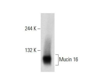 Mucin 16 Antibody (C-6) - Western Blotting - Image 137937
