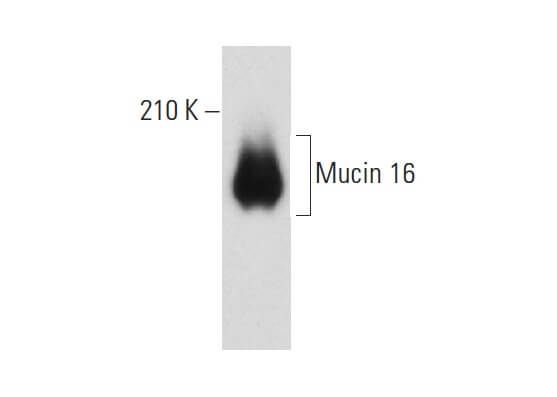 Mucin 16/MUC16 Antibody (C-6) | SCBT - Santa Cruz Biotechnology