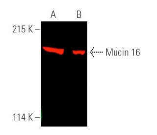 Mucin 16 Antibody (C-6) - Western Blotting - Image 389972