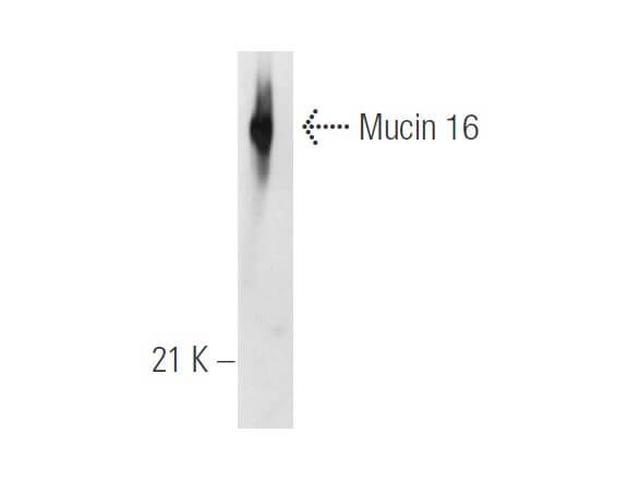 Mucin 16/MUC16 Antibody (X306) | SCBT - Santa Cruz Biotechnology