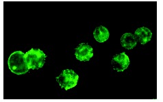 Mucin 2/MUC2 Antibody (Ccp58) | SCBT - Santa Cruz Biotechnology