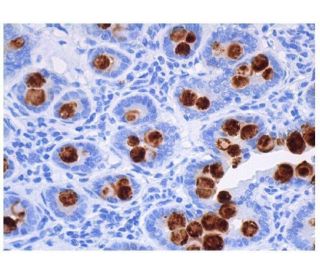 Mucin 2 Antibody (F-2) - Immunohistochemistry - Image 353792