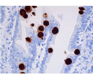 Mucin 2 Antibody (F-2) - Immunohistochemistry - Image 353793
