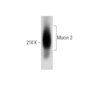 Mucin 2 Antibody (F-2) - Western Blotting - Image 333740