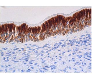 Mucin 4/MUC4 Antibody (8G7) | SCBT - Santa Cruz Biotechnology