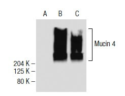 Anti-Mucin 4/MUC4 Antibody (8G7) | SCBT - Santa Cruz Biotechnology