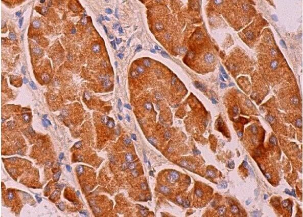 Mucin 5AC/MUC5AC Antibody (2Q445) | SCBT - Santa Cruz Biotechnology