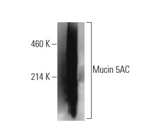 Anti-Mucin 5AC/MUC5AC Antibody (A-5) | SCBT - Santa Cruz Biotechnology
