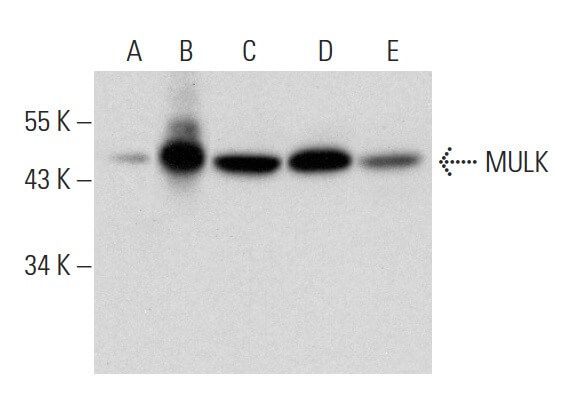 MULK 항체 (C-7) | SCBT - Santa Cruz Biotechnology