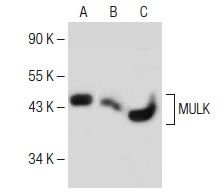 MULK Antibody (F-3) | SCBT - Santa Cruz Biotechnology