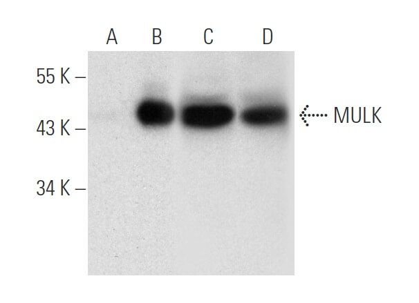 MULK抗体 (F-5) | SCBT - Santa Cruz Biotechnology