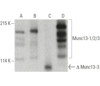 Munc13-1/2/3 Antibody (32) - Western Blotting - Image 396379