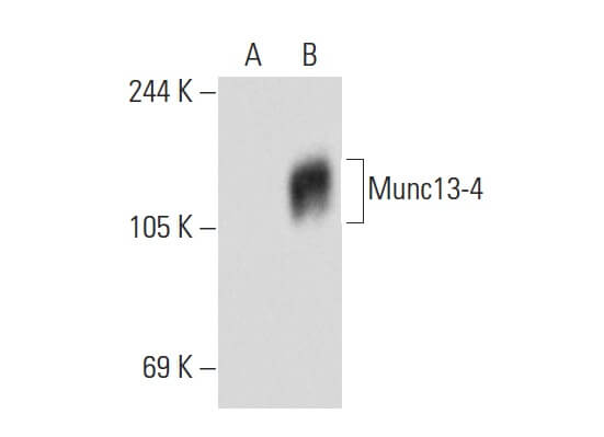 Munc13-4 Antibody (C-12) | SCBT - Santa Cruz Biotechnology