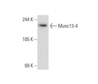 Anti-Munc13-4 Antibody (C-2) | SCBT - Santa Cruz Biotechnology
