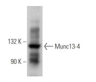 Anti-Munc13-4 Antibody (C-2) | SCBT - Santa Cruz Biotechnology