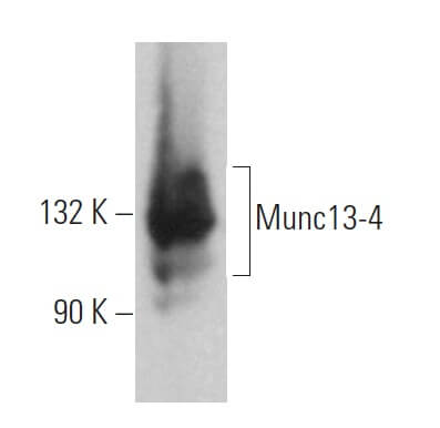Anti-Munc13-4 Antibody (C-2) | SCBT - Santa Cruz Biotechnology