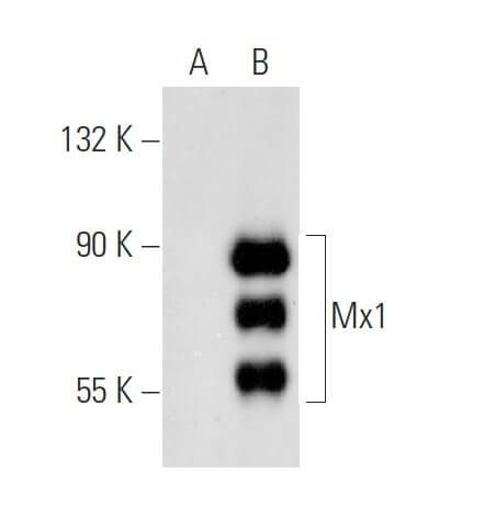 Mx1 Antibody (C-12) | SCBT - Santa Cruz Biotechnology