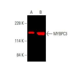 MYBPC3 Antibody (G-7) - Western Blotting - Image 387043