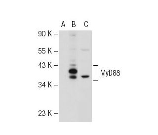MyD88 Antibody (E-11) - Western Blotting - Image 82296