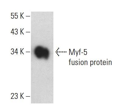 Myf-5抗体 (C-11) | SCBT - Santa Cruz Biotechnology