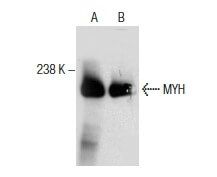 MYH抗体 (B-5) | SCBT - Santa Cruz Biotechnology