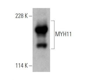 MYH11 Antibody (G-4) - Western Blotting - Image 368013