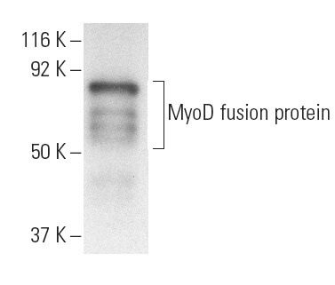 MyoD Antibody (5.8A) | SCBT - Santa Cruz Biotechnology