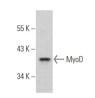 MyoD Antibody (E-1) | SCBT - Santa Cruz Biotechnology