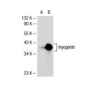 myogenin Antibody (5FD) - Western Blotting - Image 38646