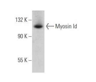 Myosin Id CRISPR Activation Plasmid (h) | SCBT - Santa Cruz Biotechnology