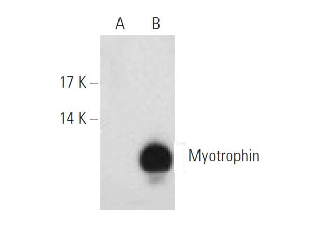 Myotrophin Antibody (A-10) | SCBT - Santa Cruz Biotechnology