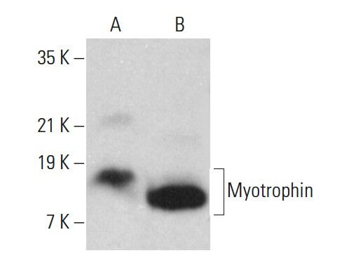 Myotrophin Antibody (A-10) | SCBT - Santa Cruz Biotechnology