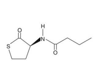 N-butyryl-L-Homocysteine thiolactone | CAS 202284-85-3 | SCBT - Santa ...