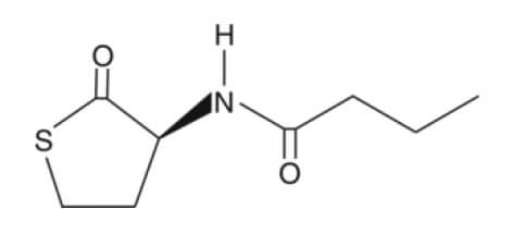 N-butyryl-L-Homocysteine thiolactone | CAS 202284-85-3 | SCBT - Santa ...
