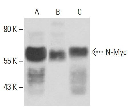 N-Myc Antibody (NCM II 100) | SCBT - Santa Cruz Biotechnology