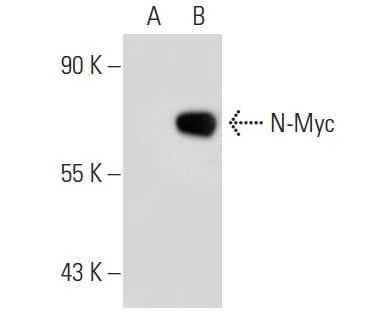 N-Myc Antibody (NMYC-1) | SCBT - Santa Cruz Biotechnology