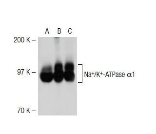 Na + /K + -ATPase α Antibody (H-3) - Western Blotting - Image 36901