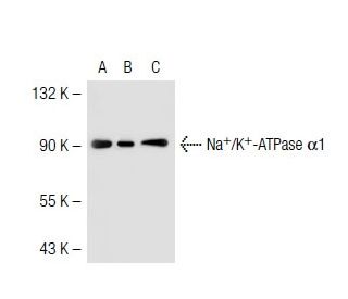 Na + /K + -ATPase α Antibody (H-3) - Western Blotting - Image 40831